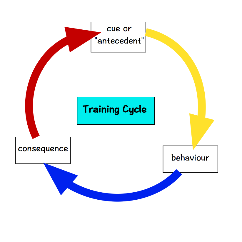 Loopy Training Part 1 – Agility con Brio